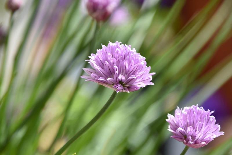 Chives Facts & Tips to Grow Your Own | LoveToKnow