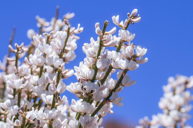 What Is the White Spanish Broom? Varieties Breakdown | LoveToKnow