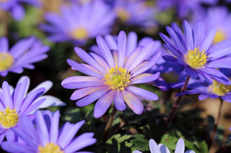 Discover the Enchanting World of Windflowers | LoveToKnow