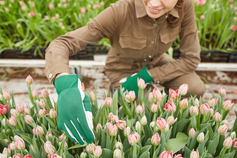 30 Different Types of Tulips for a Colorful Garden | LoveToKnow