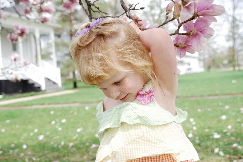 Tulip Tree vs. Magnolia Tree: Why They Are Often Confused | LoveToKnow