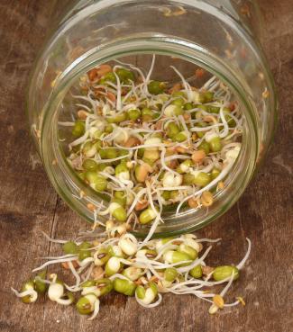 Bean Sprout Types (and How to Grow Your Own) | LoveToKnow