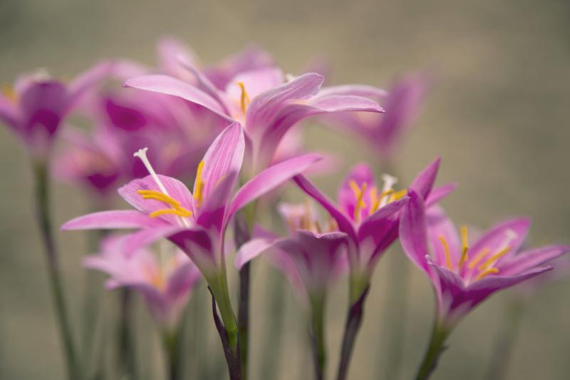 The Beauty of the Zephyranthes Types Explained | LoveToKnow