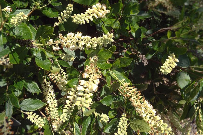 How to Grow the Summersweet Shrub: Plant Care Guide | LoveToKnow