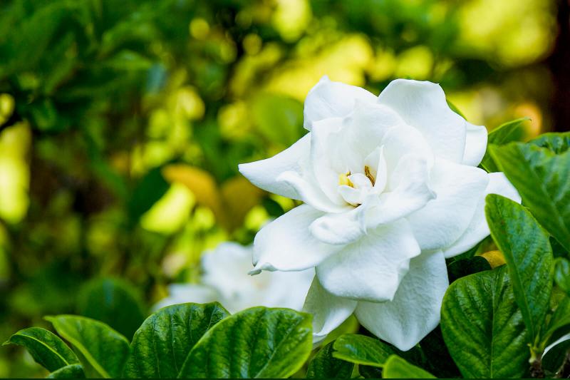 How Deep Are Gardenia Roots? Transplanting Overview | LoveToKnow