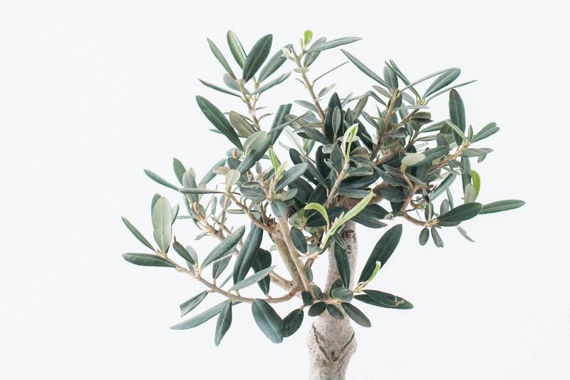 How to Grow and Care for an Indoor Olive Tree | LoveToKnow