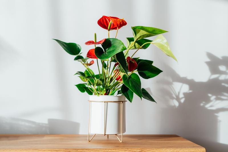 10 Colorful Indoor Plants That'll Look Gorgeous in Your Space | LoveToKnow