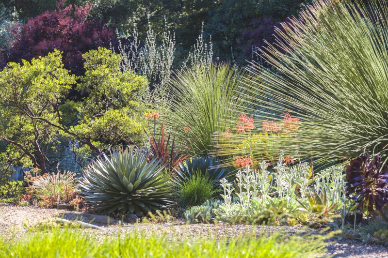 10+ Beautiful Xeriscaping Plants for a Low-Water Garden | LoveToKnow
