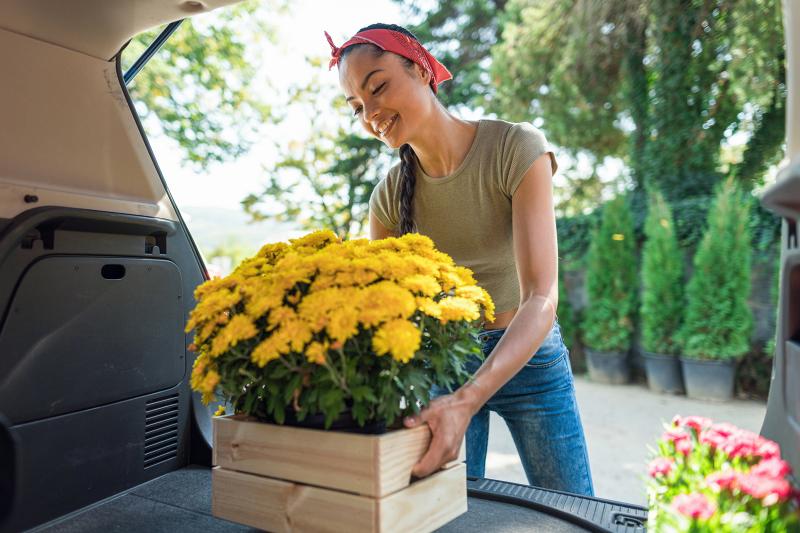 Here's What Each Different Color of Chrysanthemum Means & Symbolizes ...