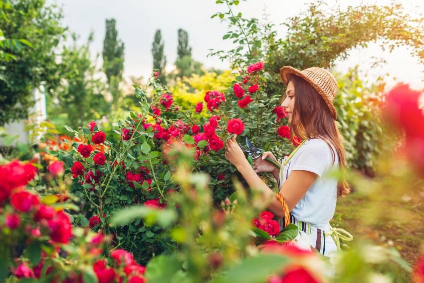 10 Red Rose Bushes That Will Level Up Your Garden | LoveToKnow