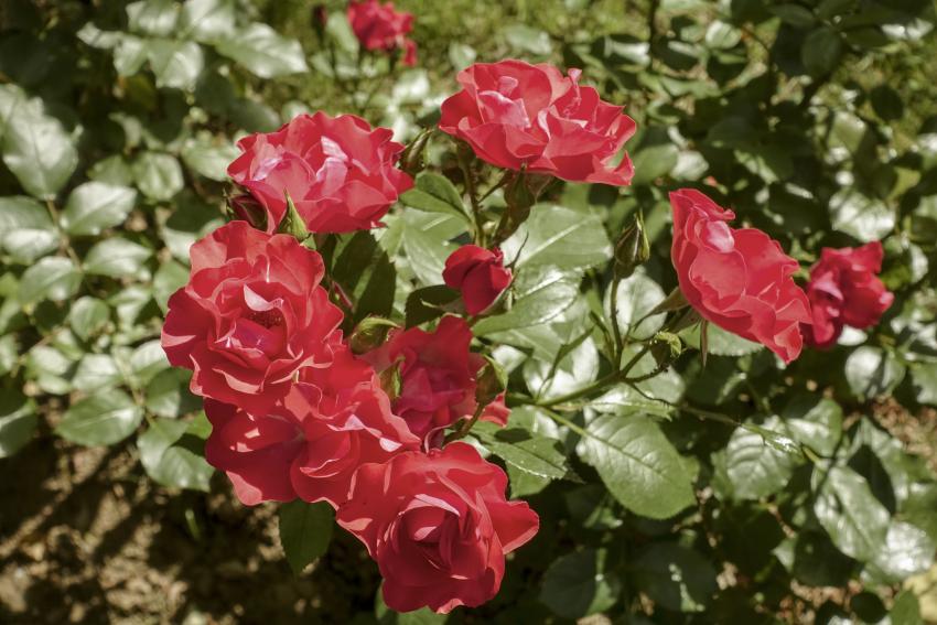 10 Red Rose Bushes That Will Level Up Your Garden | LoveToKnow