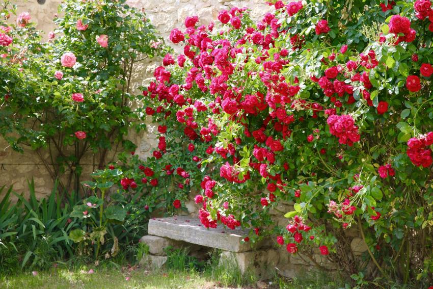 10 Red Rose Bushes That Will Level Up Your Garden | LoveToKnow
