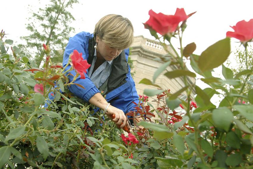 10 Red Rose Bushes That Will Level Up Your Garden | LoveToKnow