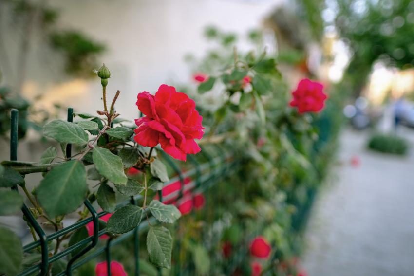 10 Red Rose Bushes That Will Level Up Your Garden | LoveToKnow