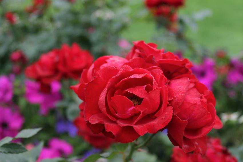 10 Red Rose Bushes That Will Level Up Your Garden | LoveToKnow