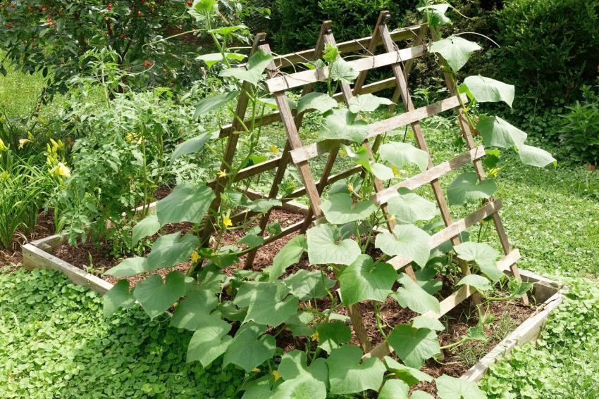 13 Trellis Ideas to Take Your Garden From Average to Show Stopping ...