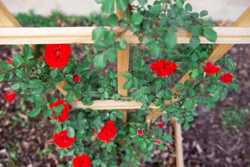 13 Trellis Ideas to Take Your Garden From Average to Show Stopping ...