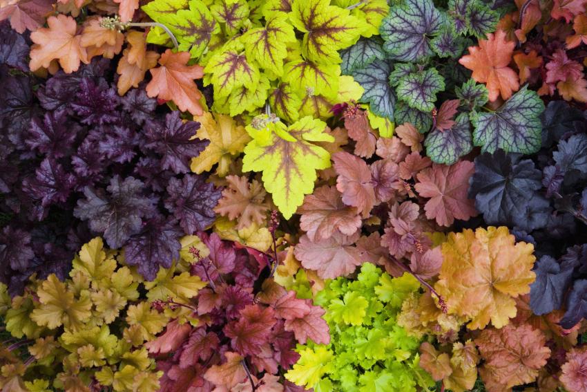 15 Best Foliage Plants for a Vibrant Yard | LoveToKnow