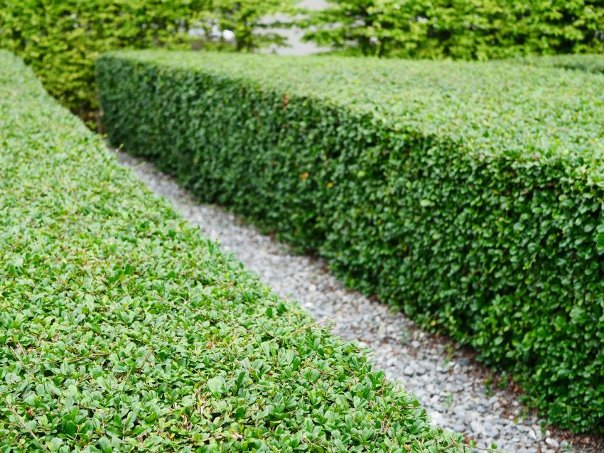 16 Best Shrubs for the Front of Your House to Create Curb Appeal ...