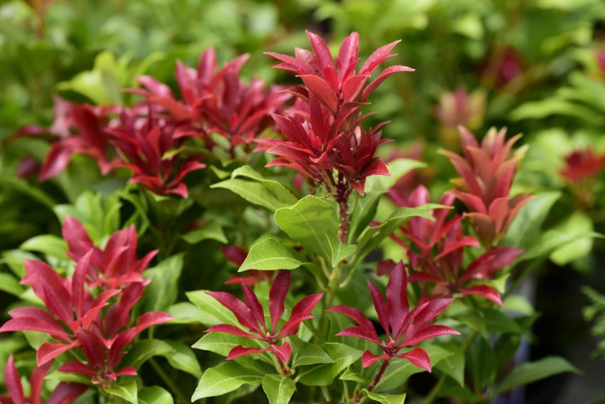 16 Best Shrubs for the Front of Your House to Create Curb Appeal ...