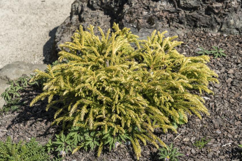 16 Best Shrubs for the Front of Your House to Create Curb Appeal ...