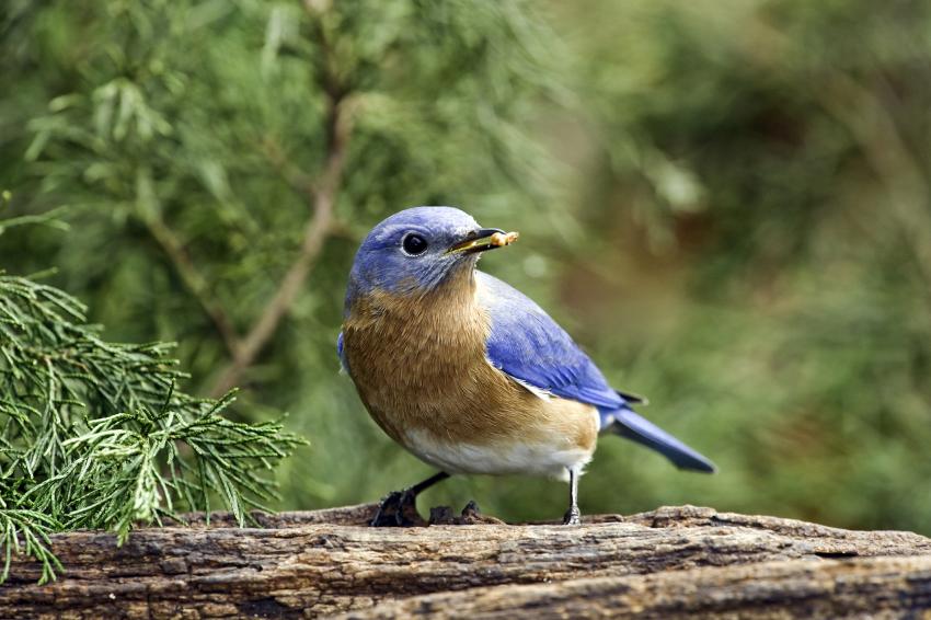 These 20 Common Birds Might Be in Your Backyard Right Now | LoveToKnow