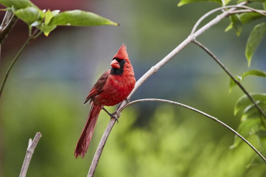 These 20 Common Birds Might Be in Your Backyard Right Now | LoveToKnow