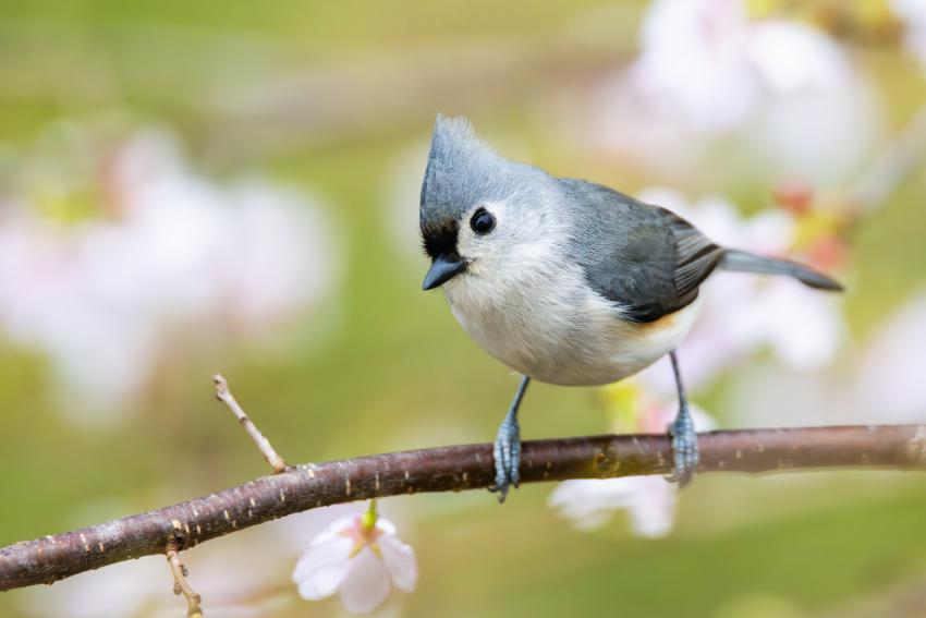 These 20 Common Birds Might Be in Your Backyard Right Now | LoveToKnow