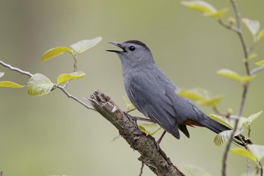 These 20 Common Birds Might Be in Your Backyard Right Now | LoveToKnow