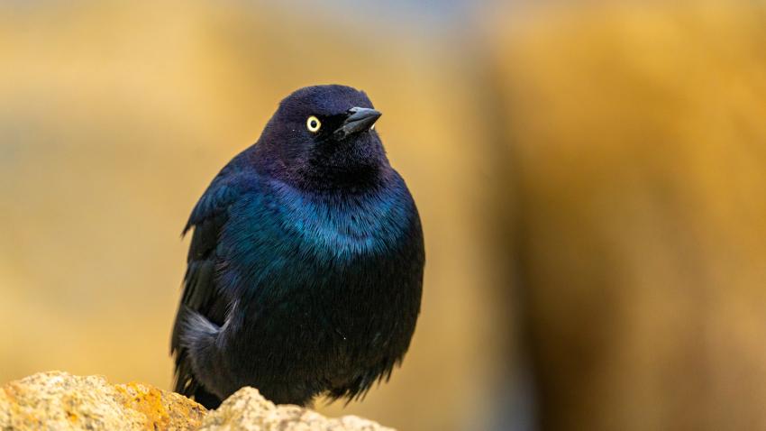 These 20 Common Birds Might Be in Your Backyard Right Now | LoveToKnow