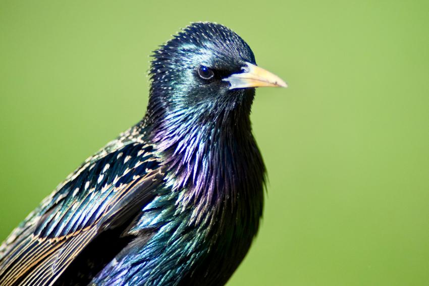 These 20 Common Birds Might Be in Your Backyard Right Now | LoveToKnow