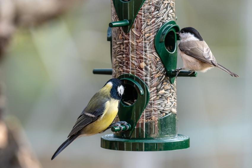 These 20 Common Birds Might Be in Your Backyard Right Now | LoveToKnow
