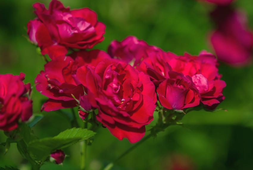 10 Thornless Rose Bushes So You Can Prune Without Scratches | LoveToKnow