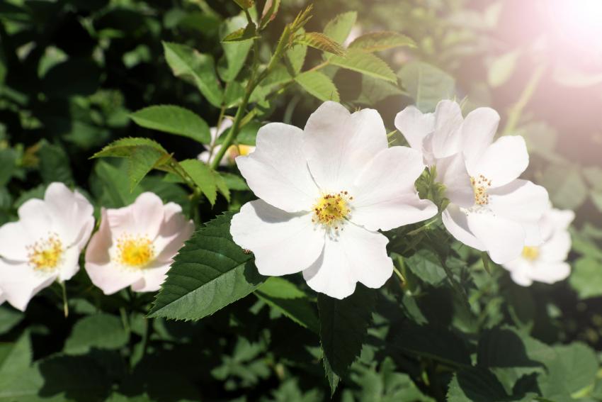 10 Thornless Rose Bushes So You Can Prune Without Scratches | LoveToKnow