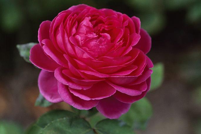 10 Thornless Rose Bushes So You Can Prune Without Scratches | LoveToKnow