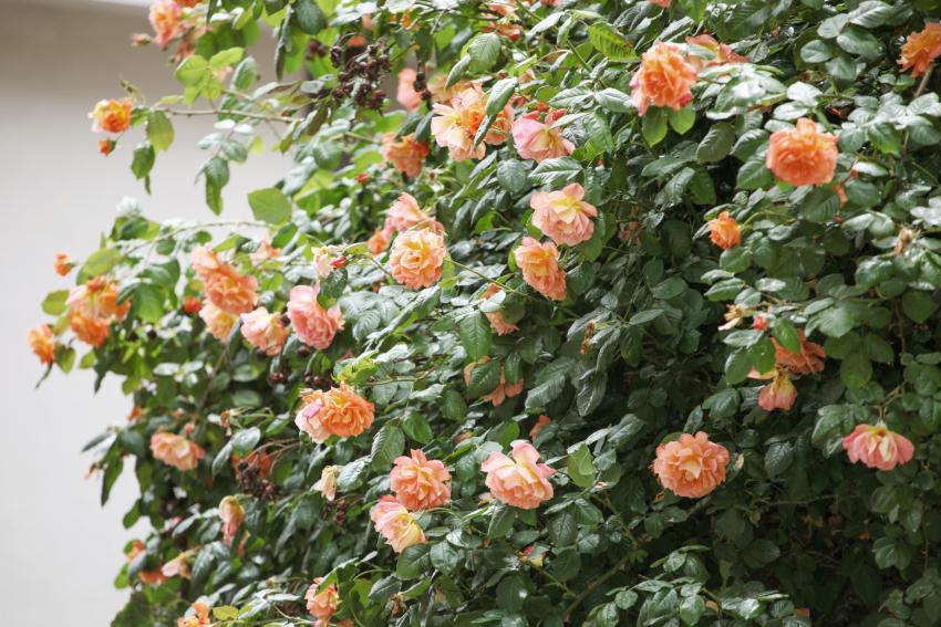 6 Orange Rose Bushes That Add Juicy, Joyful Color to Your Yard | LoveToKnow