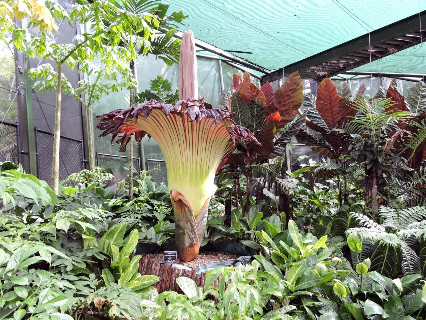 15 Weird Plants That Seem Like They Came Out of a Sci-Fi Movie | LoveToKnow