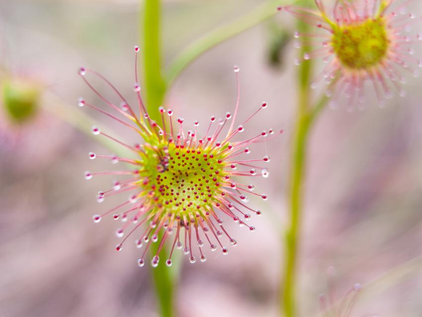 15 Weird Plants That Seem Like They Came Out of a Sci-Fi Movie | LoveToKnow