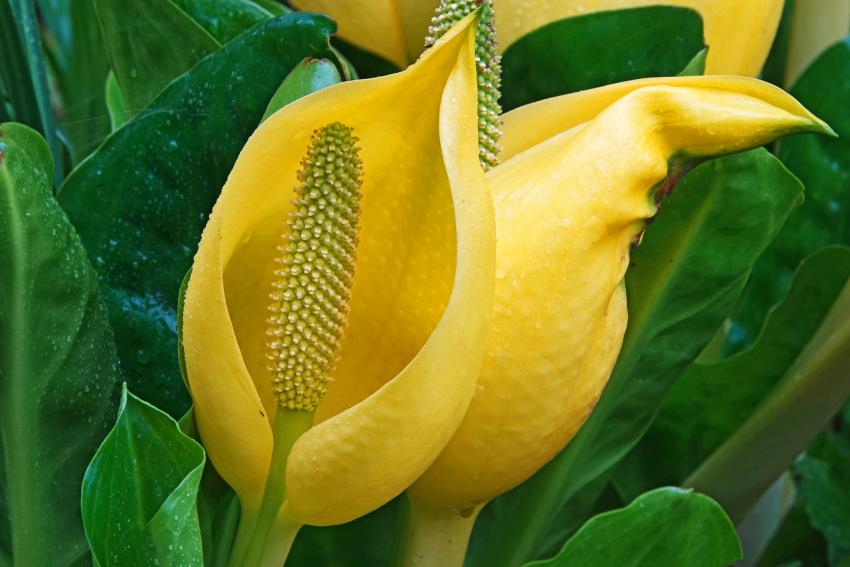 15 Weird Plants That Seem Like They Came Out of a Sci-Fi Movie | LoveToKnow