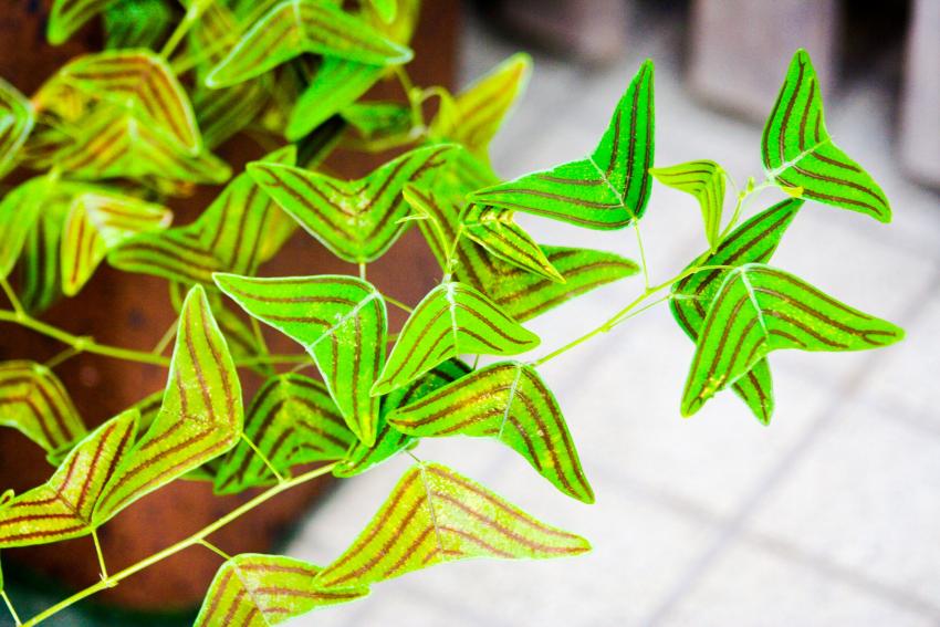 15 Weird Plants That Seem Like They Came Out of a Sci-Fi Movie | LoveToKnow