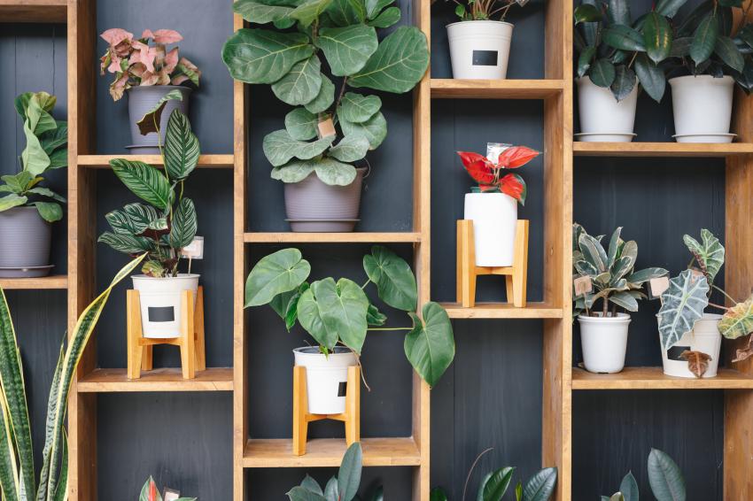 How to Arrange Houseplants for a Stylish Presentation | LoveToKnow