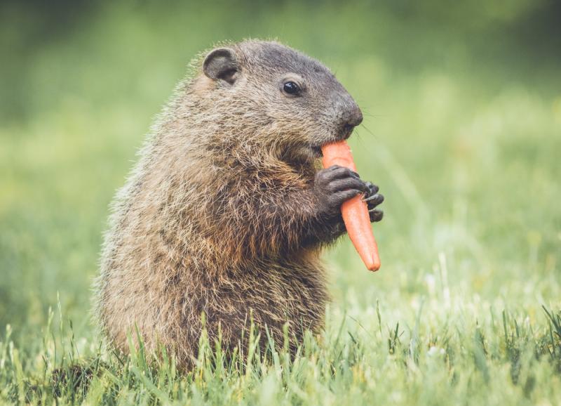 Effective Strategies for Eliminating Groundhogs from Your Garden ...