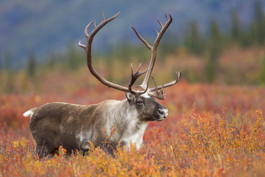 Which Animal Are You Based on Your Zodiac Sign? | LoveToKnow