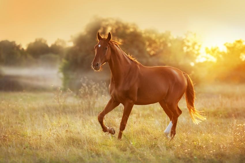 14 Horse Colors & Patterns (Plus Fun Facts & Identification ...