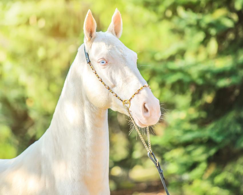 14 Horse Colors & Patterns (Plus Fun Facts & Identification ...