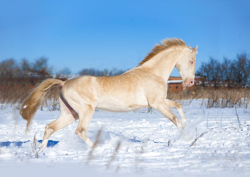 14 Horse Colors & Patterns (Plus Fun Facts & Identification ...
