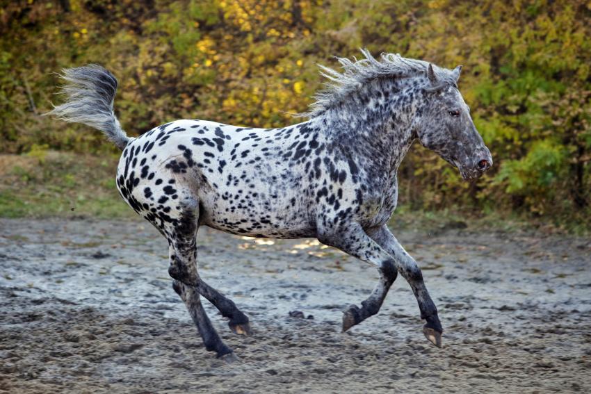 14 Horse Colors & Patterns (Plus Fun Facts & Identification ...