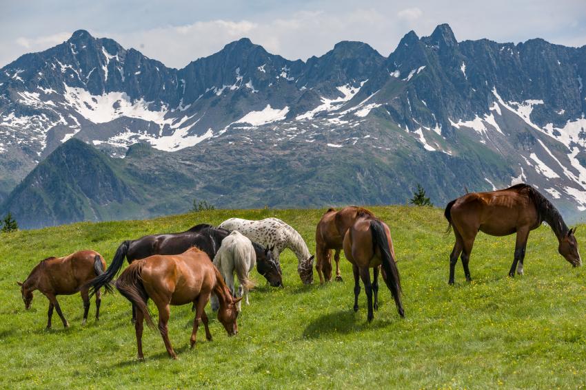 14 Horse Colors & Patterns (Plus Fun Facts & Identification ...