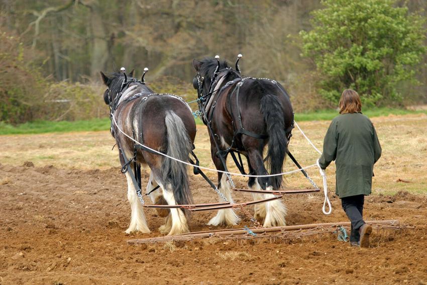 12 Pieces of Revolutionary Horse-Drawn Farm Equipment | LoveToKnow Pets