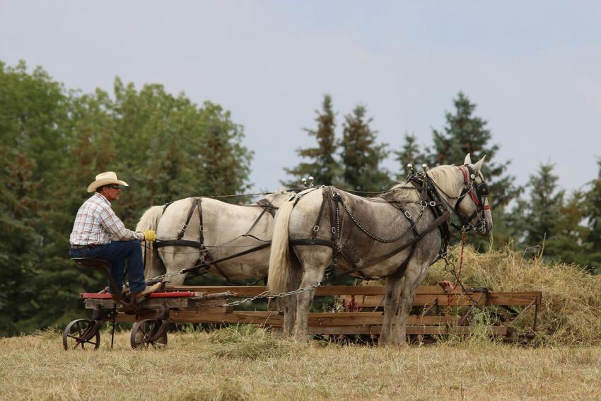 12 Pieces of Revolutionary Horse-Drawn Farm Equipment | LoveToKnow Pets